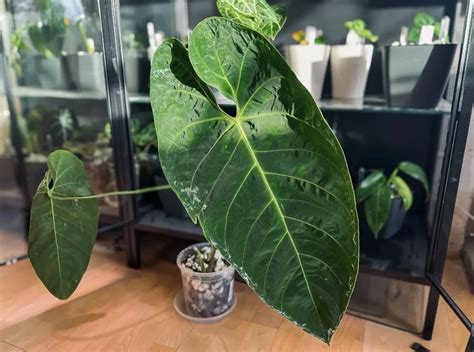 Caring For Your Velvet Plant Tips And Tricks