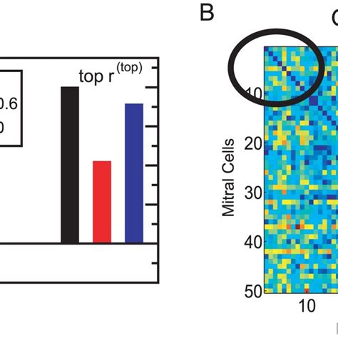 Decorrelation And Connectivity Evolution Of The Pattern Correlation