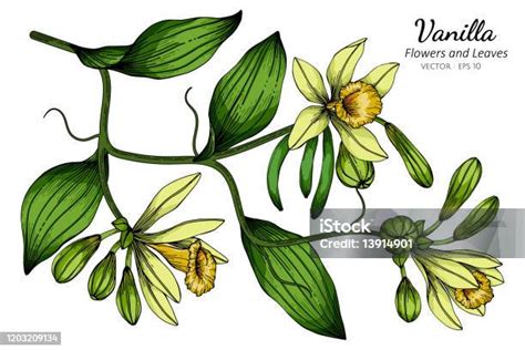흰색 배경에 라인 아트와 바닐라 꽃과 잎 그리기 그림입니다 계절에 대한 스톡 벡터 아트 및 기타 이미지 계절 꽃 꽃의 구조 꽃 식물 Istock
