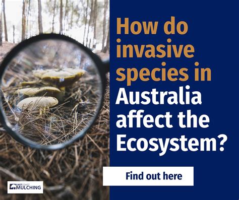 How Do Invasive Species In Australia Affect The Ecosystem