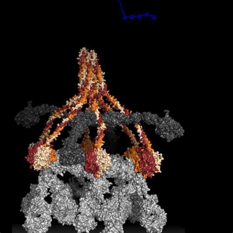 Overview Of Complement Assays A In Elisa Based Complement Deposition Download Scientific
