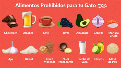 ¿pueden Comer Tortilla Los Gatos ¿pueden Comer