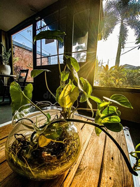 Learn Character From Trees Values From Roots And Change From Leaves Stock Image Image Of