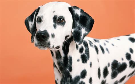 달마시안 성격과 특징 태어날 때는 점박이가 아니라고 비마이펫 라이프