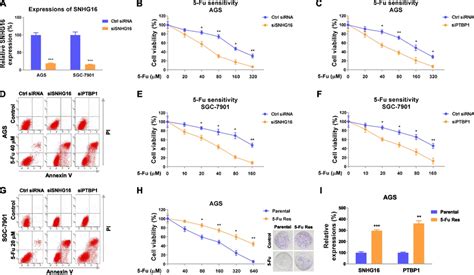 Snhg16 And Ptbp1 Promote 5 Fu Resistance Of Gastric Cancer A Ags And