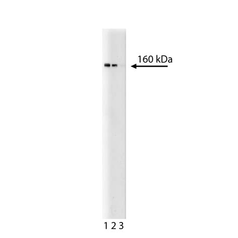 Purified Mouse Anti Aib 1