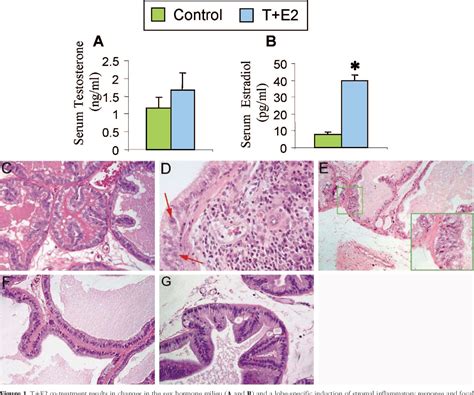Figure 1 From Sex Hormones Induce Direct Epithelial And Inflammation