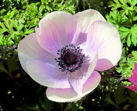 Анемона Розовая Фото — Mixyfotos.ru