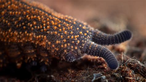 New Zealands Bug Of The Year Is A “living Fossil” That Turns Prey To