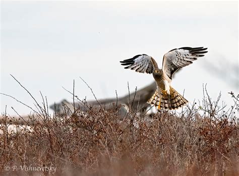 Harriers