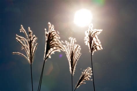 Silver Grass Autumn Reeds Free Photo On Pixabay Pixabay