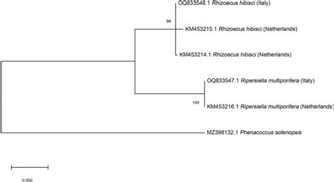 maximum likelihood tree with bootstrap values based on mtcoi