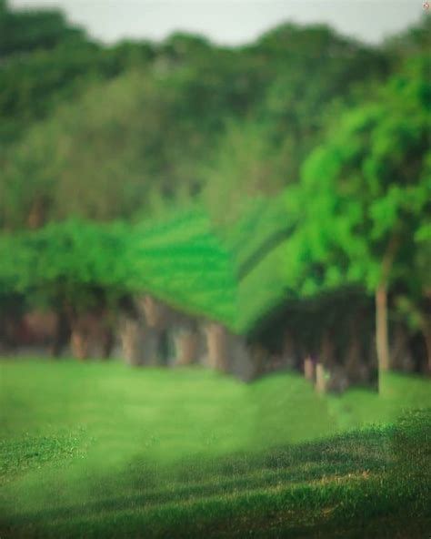 Cb Background Green Tree Cb Editz Cb Background Stock B0A Best Hd Background Blur Image Cb Background Green Tree Cb Editz Cb Background Stock B0A Best Hd Background Blur Image