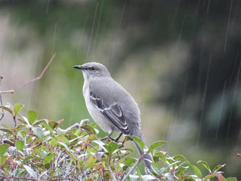Premium Photo Bird Perched On A Tree Branch In A Forest On A Rainy