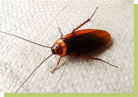 Cockroach Exterminator Nyc Get Your Free Estimate Predator Pest Co Predator Pest Control