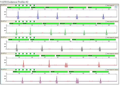 solved part a y str dna profile interpretation questions