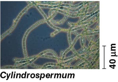 Lab Exam 1 Flashcards Quizlet