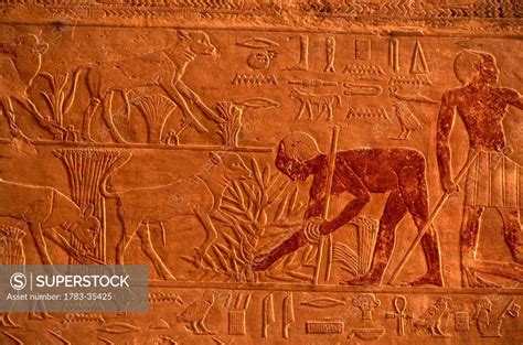 Close Up Of Bas Relief Of Mastaba Ivth Dynasty Superstock