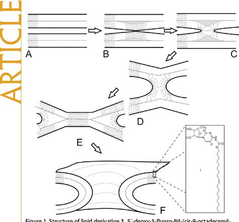 Figure 1 From Observing Self Assembled Lipid Nanoparticles Building