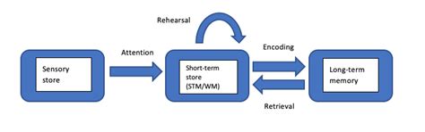 Diagram Of Gcse Psychology Memory Aqa Quizlet