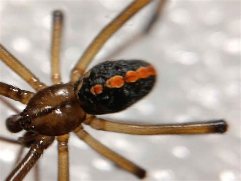 Latrodectus Hesperus Bugguide Net