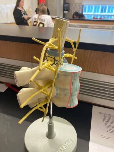Anatomy Axial Practical Flashcards Quizlet
