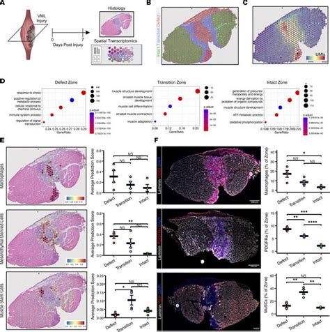 Jci Insight Spatiotemporal Mapping Of Immune And Stem Cell Dysregulation After Volumetric