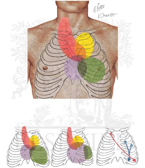 Watermarked Preview Of Unlabeled Image Cardiovascular Examination Areas Of Cardiac Auscultation