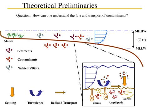 Ppt Physical Processes On Intertidal Flats Waves Currents And