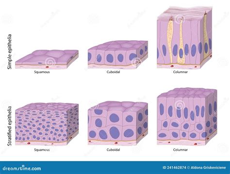 Simple Columnar Epithelium Royalty Free Cartoon CartoonDealer Com 123303833