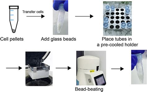 A Workflow For Disruption Of Yeast Cells Download Scientific Diagram