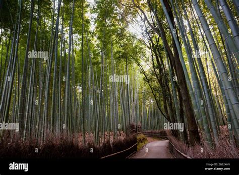 The Great Bamboo Forest In Kyoto Japan Known For Its Picturesque Wide