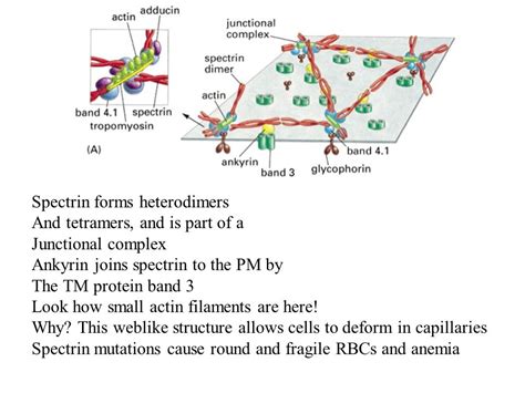 Controlled By Actin Binding Proteins Ppt Download