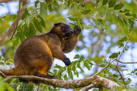 Ifola Tree Kangaroo