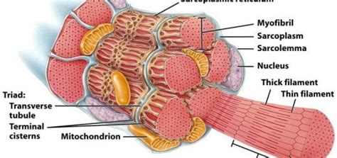 Terminal Cisternae Function Science Online