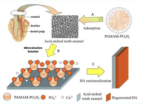 Ijmrhs 12 2 Regeneration G001