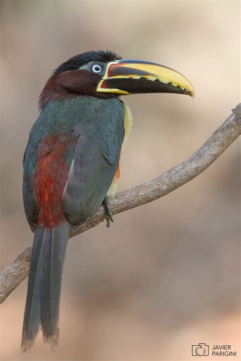 Araçari Castanho Arasarí Fajado Pteroglossus Castanoti Flickr