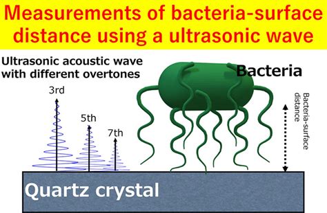 Scientists Study Biofilm Bacteria Adhesion On Organic Surfaces Mirage
