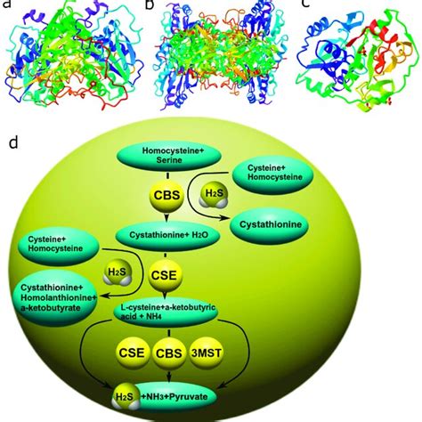 Structural Organization Of The Enzymes Responsible For The Formation Of Download Scientific