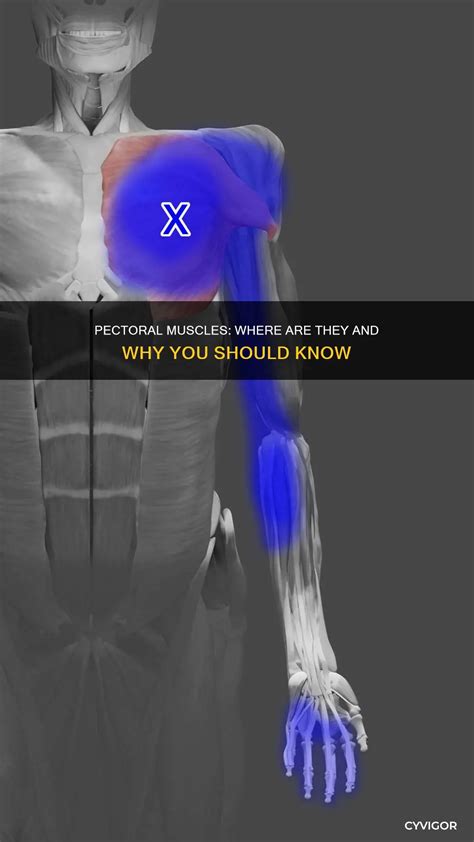 Pectoral Muscles Where Are They And Why You Should Know Cyvigor
