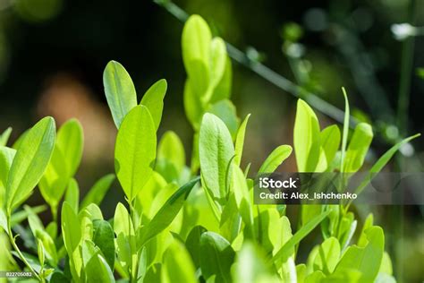 Daun Tanaman Koka Foto Stok Unduh Gambar Sekarang Daun Erythroxylum Erythroxylum Coca