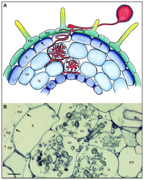 Plant Root Cell