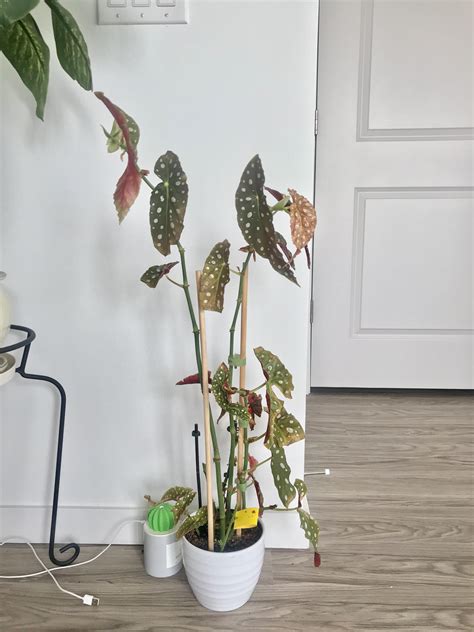 Begonia Stem Propagation R Propagation