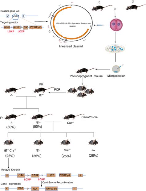 人类巨细胞病毒 Ie2 破坏神经祖细胞发育并诱导转基因小鼠出现小头畸形 Molecular Neurobiology X Mol