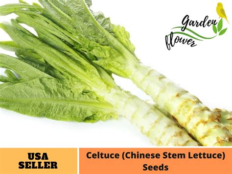 Celtuce Chinese Stem Lettuce Seeds Perennial Edible Organic Fast
