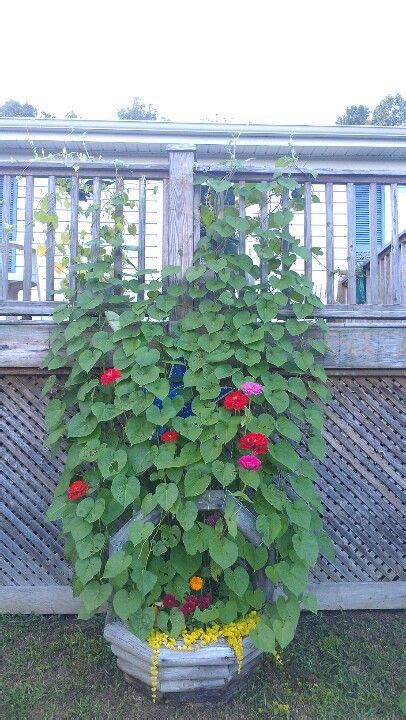 Morning Glory Vines Morning Glory Vine Outdoor Structures Vines