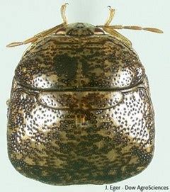 Pest Alert Kudzu Bugs Found In Vicksburg Mississippi