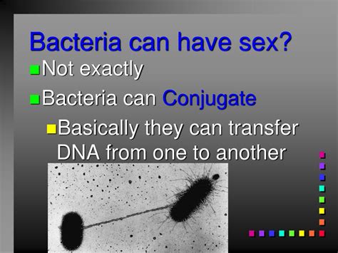 Bacteria Small And Successful Ppt Download