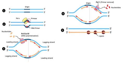 Eukaryotic Dna Replication Process Animation Biology Notes Online
