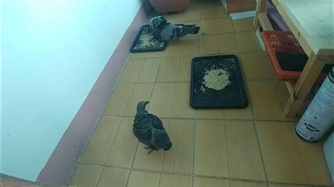 어린 비둘기 새끼를 먹이 먹는 비둘기 앞에 놓아 봤습니다 Youtube